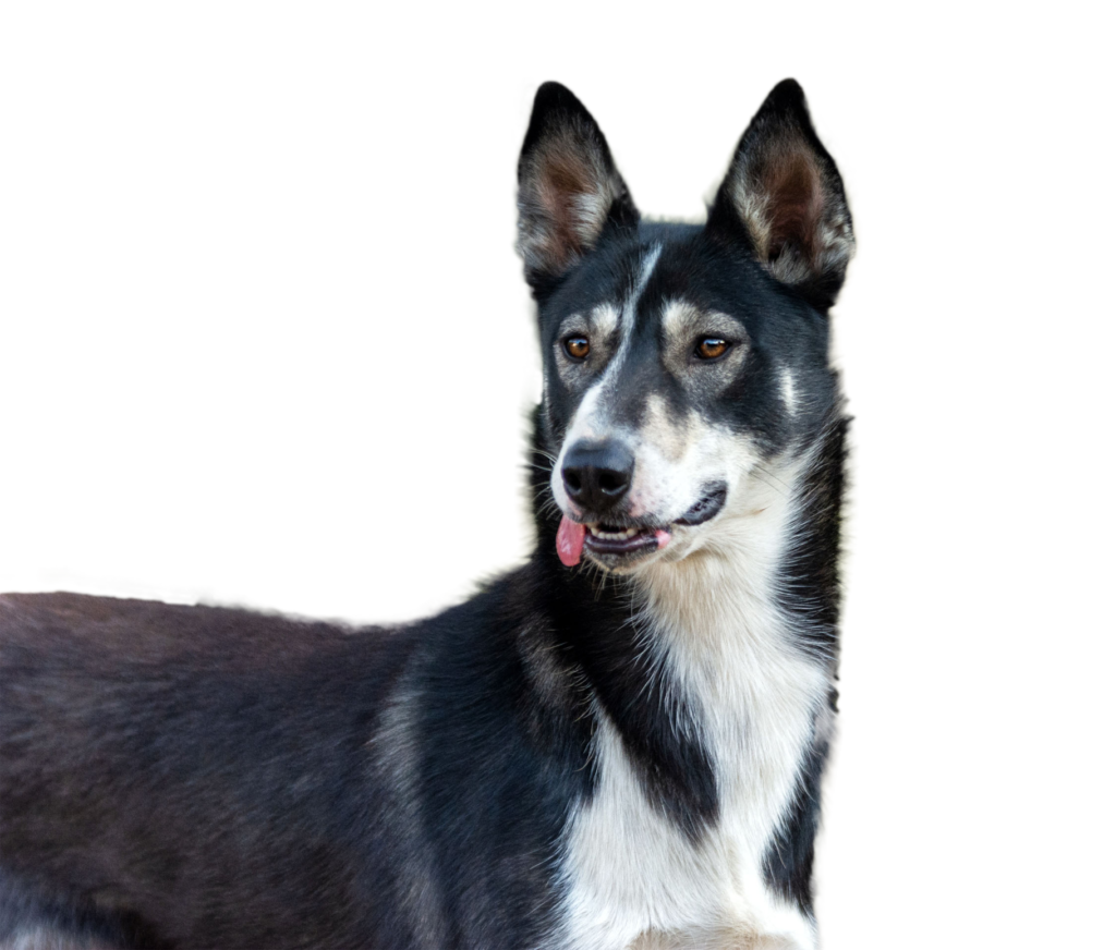 Husky Dream: activités chiens de traineau Maine et Loire