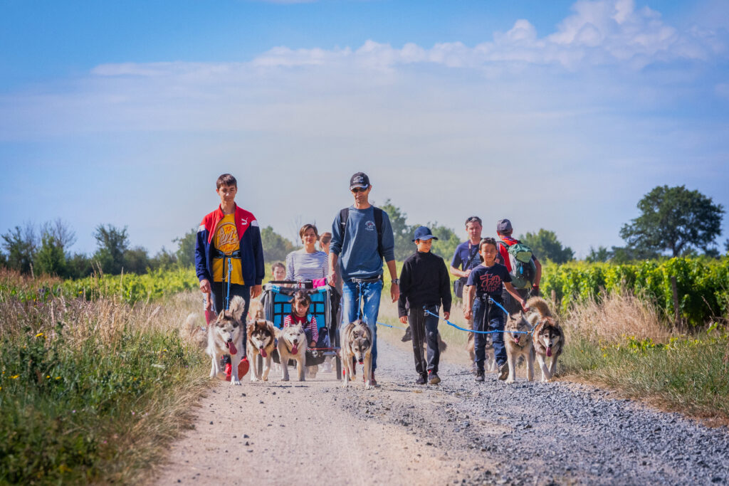 Husky Dream: activités chiens de traineau Maine et Loire